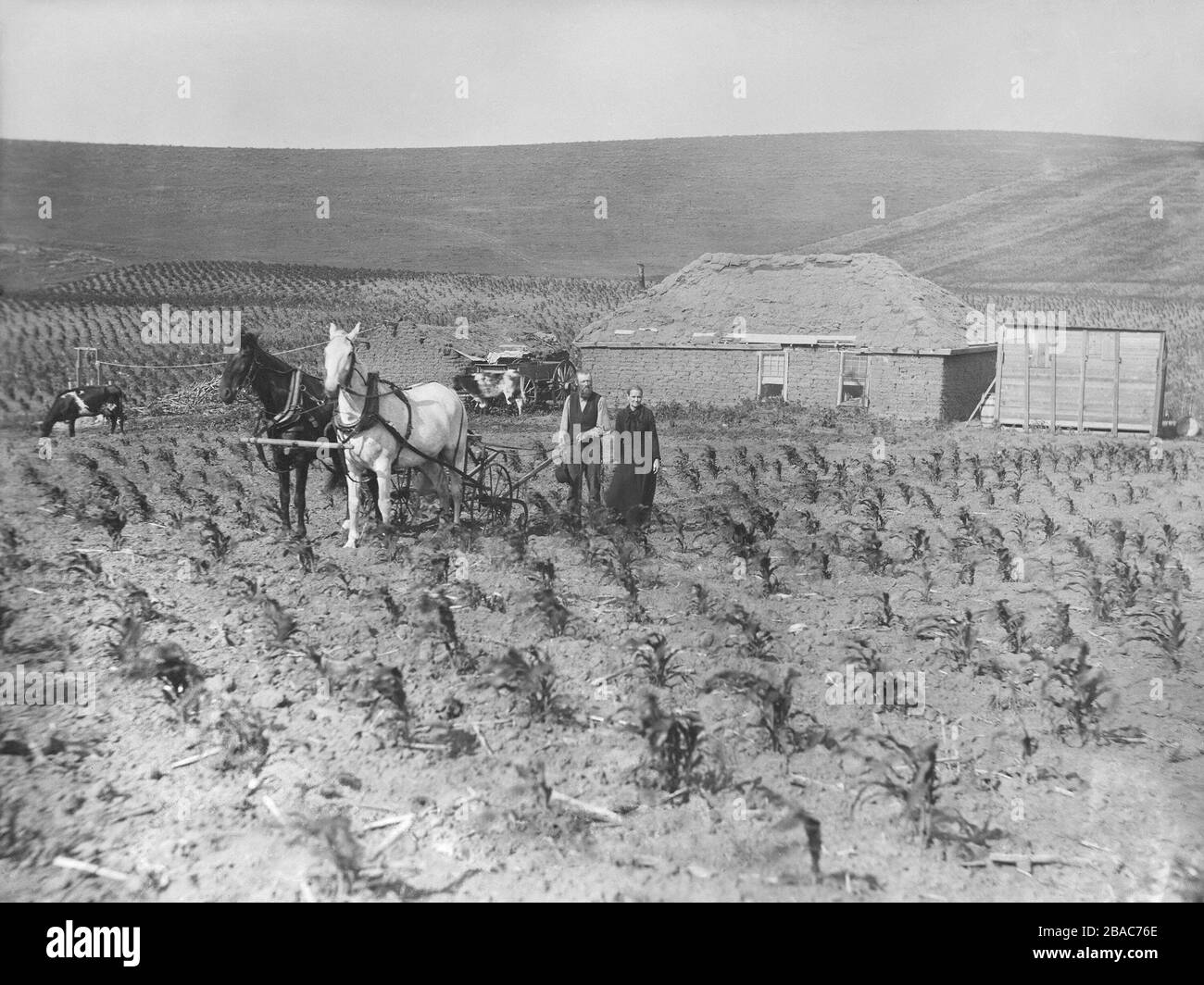 Homestead couple has planted corn right up to the front door of their ...