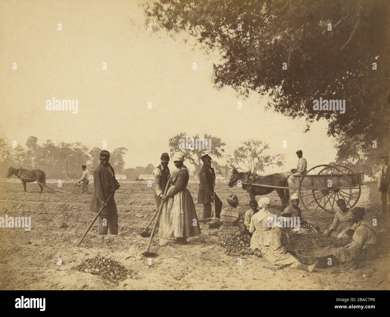 Freed slaves planting sweet potatoes at the Hopkinson plantation on ...