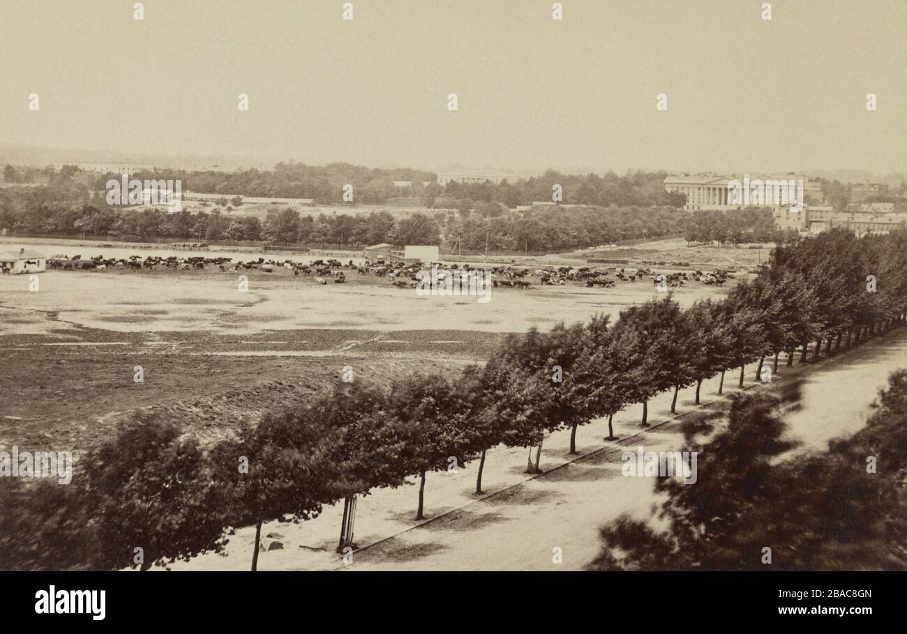 US Civil War, 1865. Cattle graze in Washington, DC, in April, 1865. The ...
