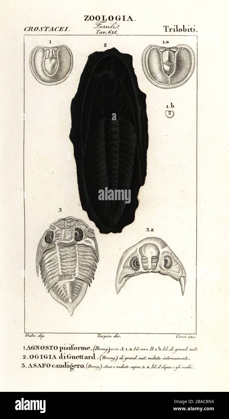 Fossils of extinct Trilobites. Agnostus pisiformis 1, Ogygia guettardii ...
