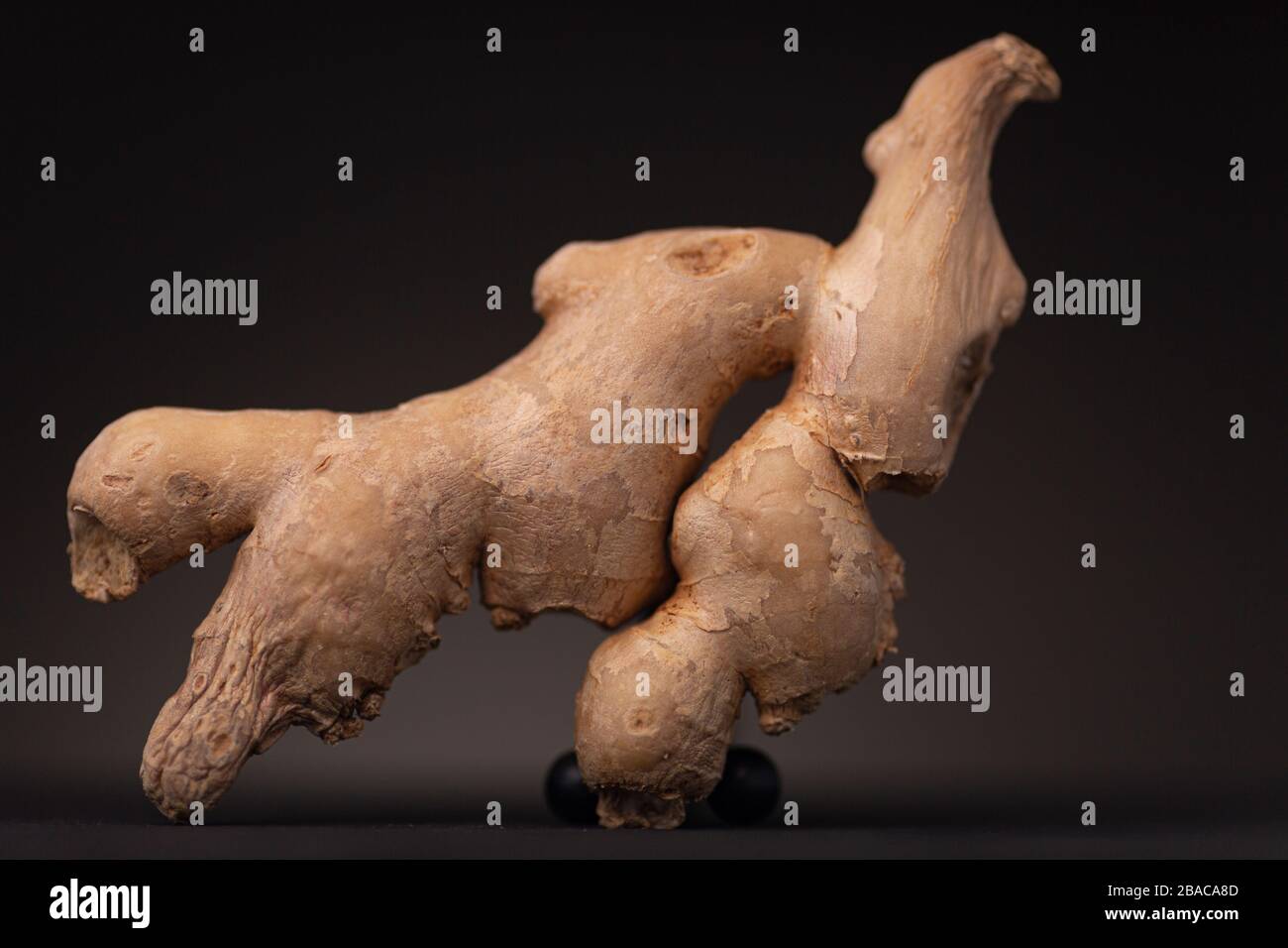 Fresh ginger root. Low key still life studio shot of edible spice ...