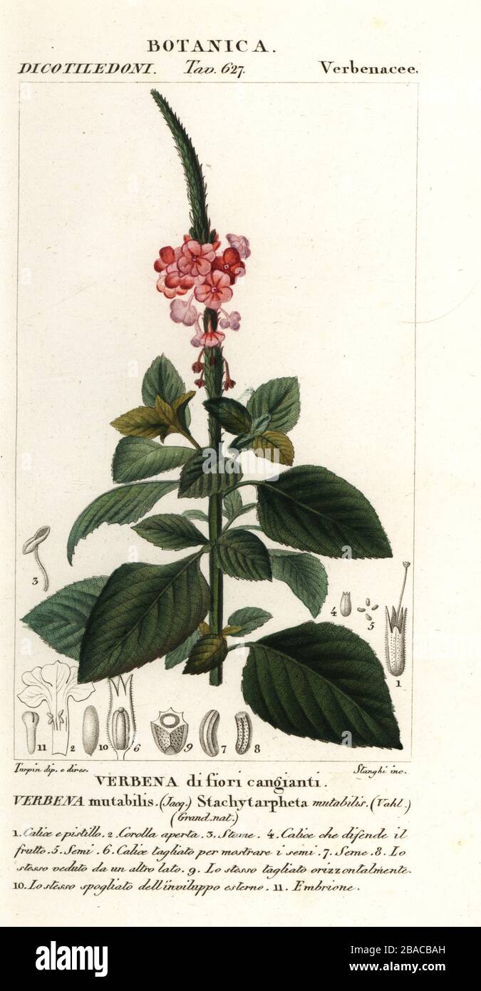 Porterweed hi-res stock photography and images - Alamy