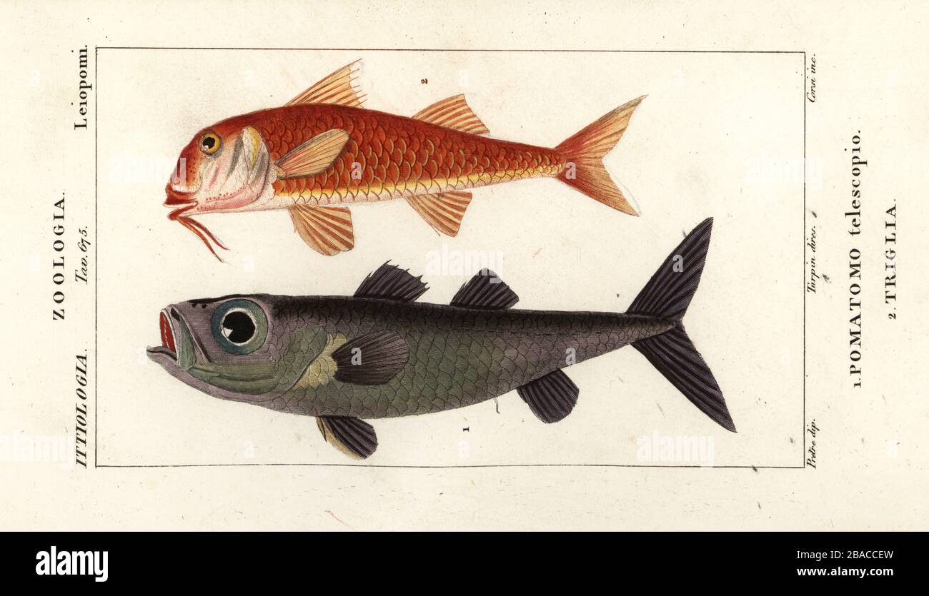 Turpin Fish Tarpon – Discover Fishes