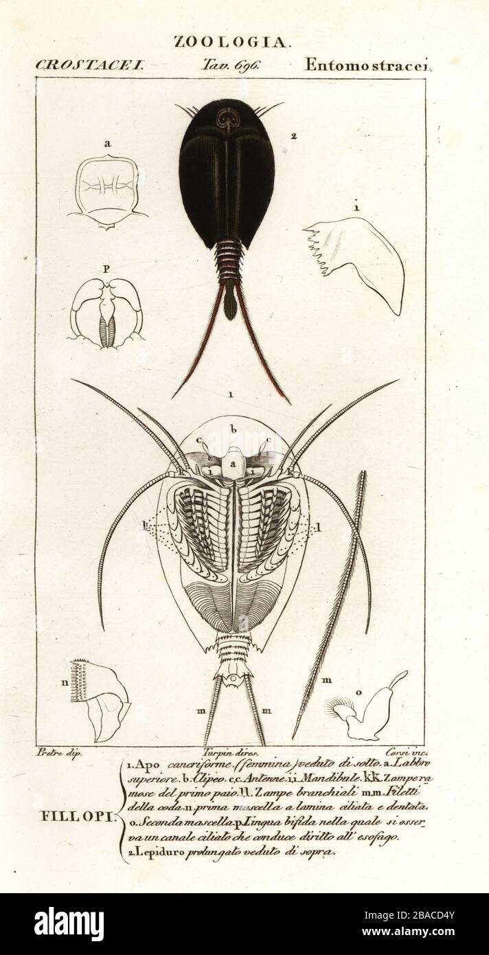 Tadpole shrimps: Triops cancriformis 1, and Lepidurus species 2 ...