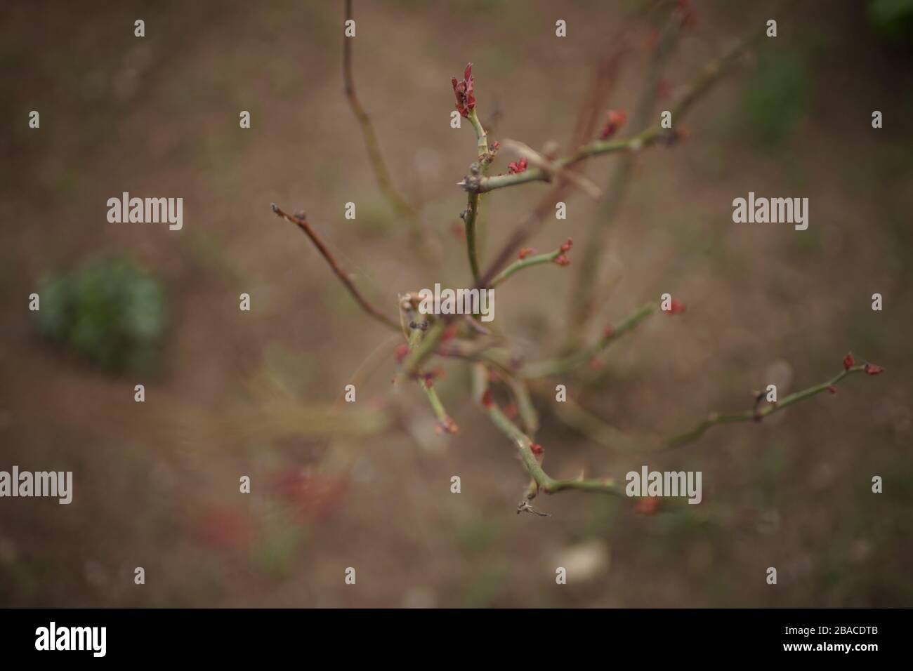 Branches of a rose with small red shoots of buds Stock Photo - Alamy