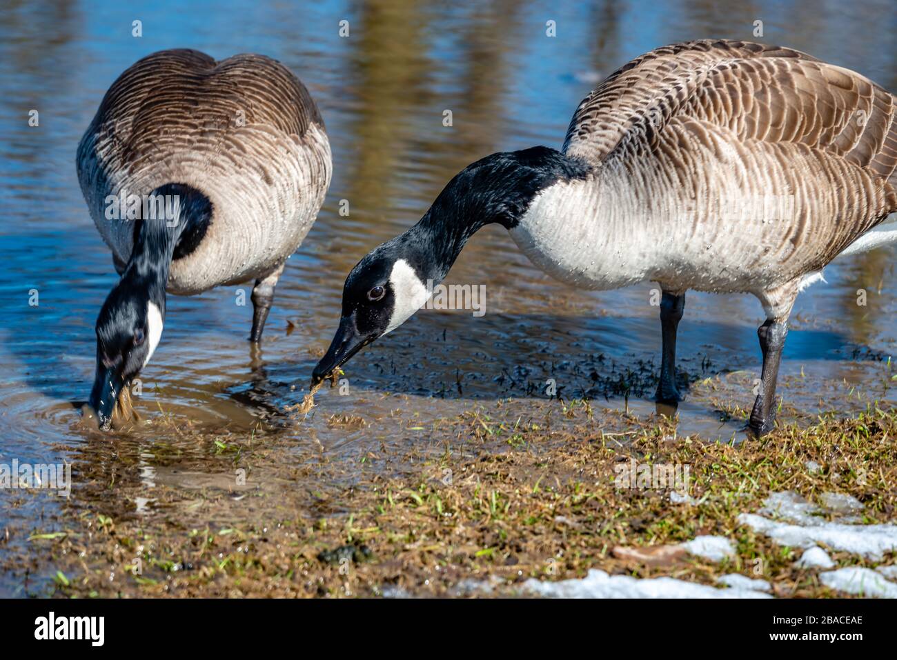 Find a white feather hi-res stock photography and images - Alamy