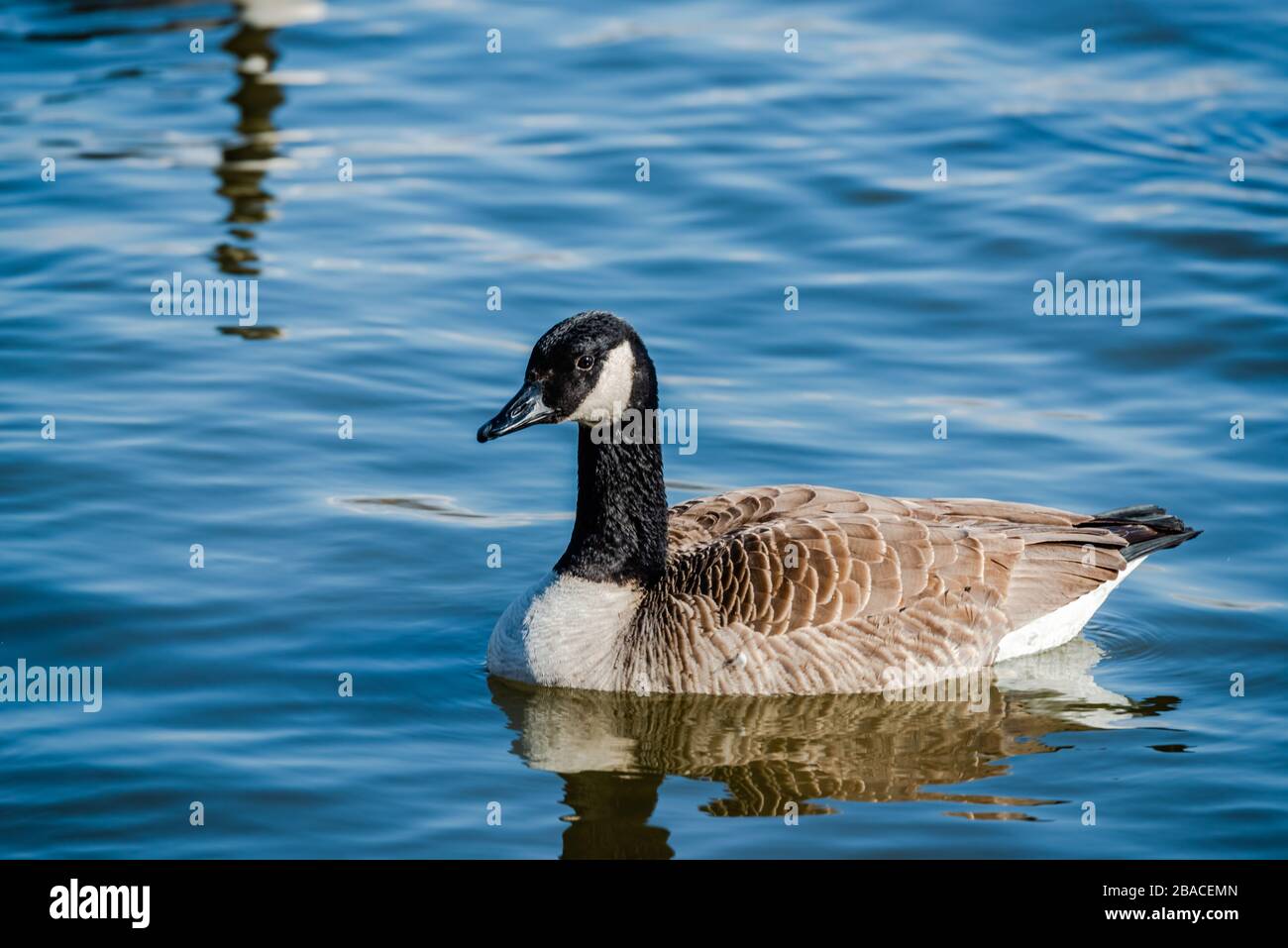 Springtime, geese looking for the food and trying to find a partner ...