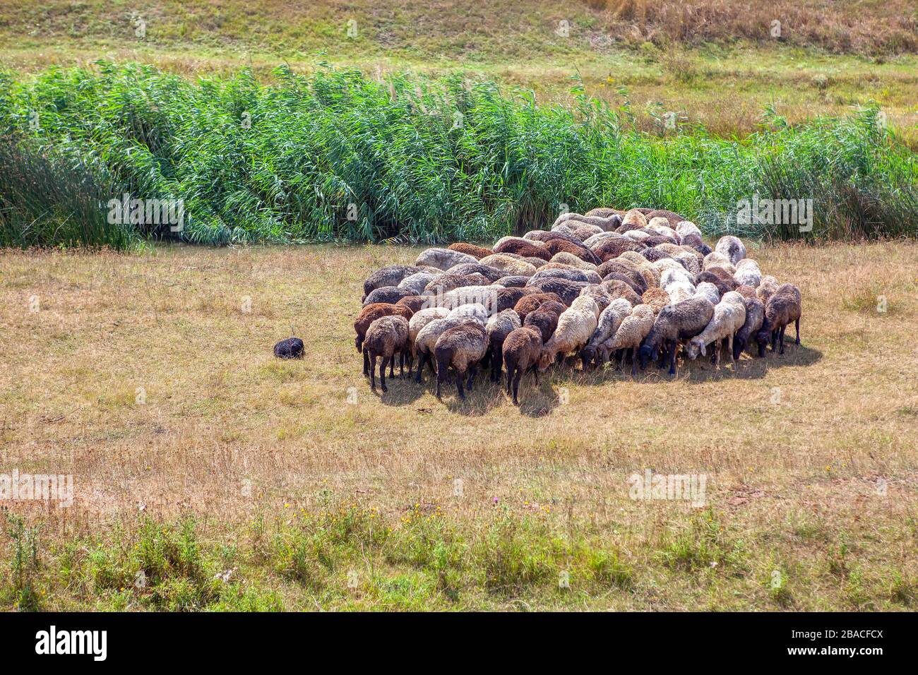 Sheep in hot weather hi-res stock photography and images - Alamy