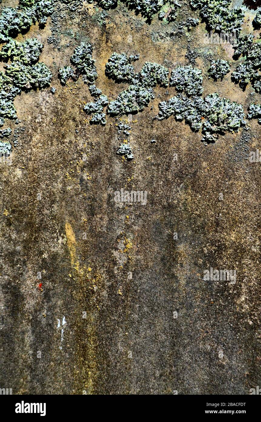 Old weathered textured concrete slab with lichen growth on the surface ...