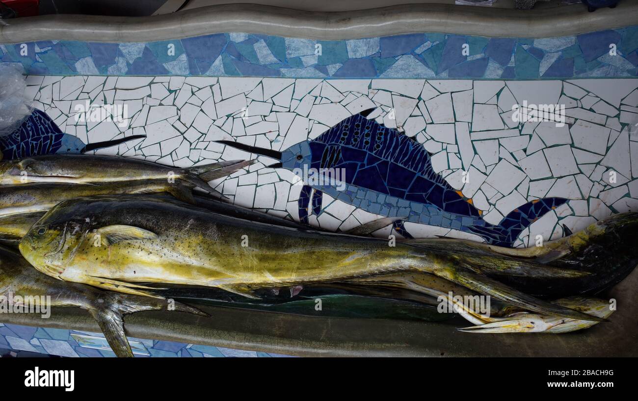Fresh caught dorado, or mahi-mahi, on sale at the fish shop, Sayulita ...