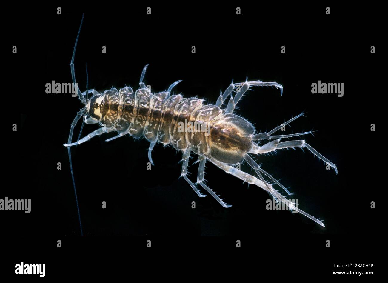 Waterlouse (Asellus aquaticus), France Stock Photo - Alamy