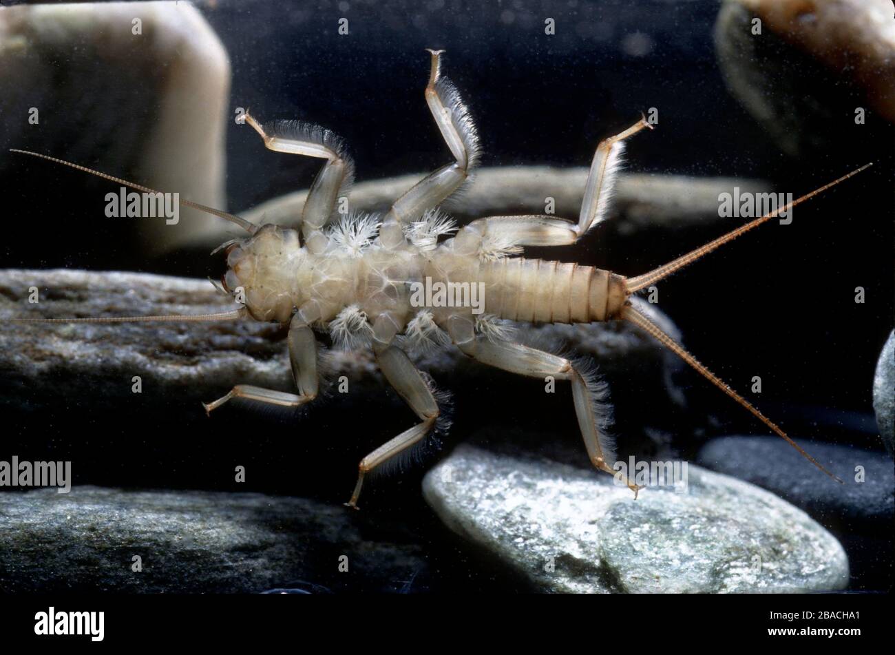 Stone fly (Dinocras ferreri), underside, France Stock Photo - Alamy