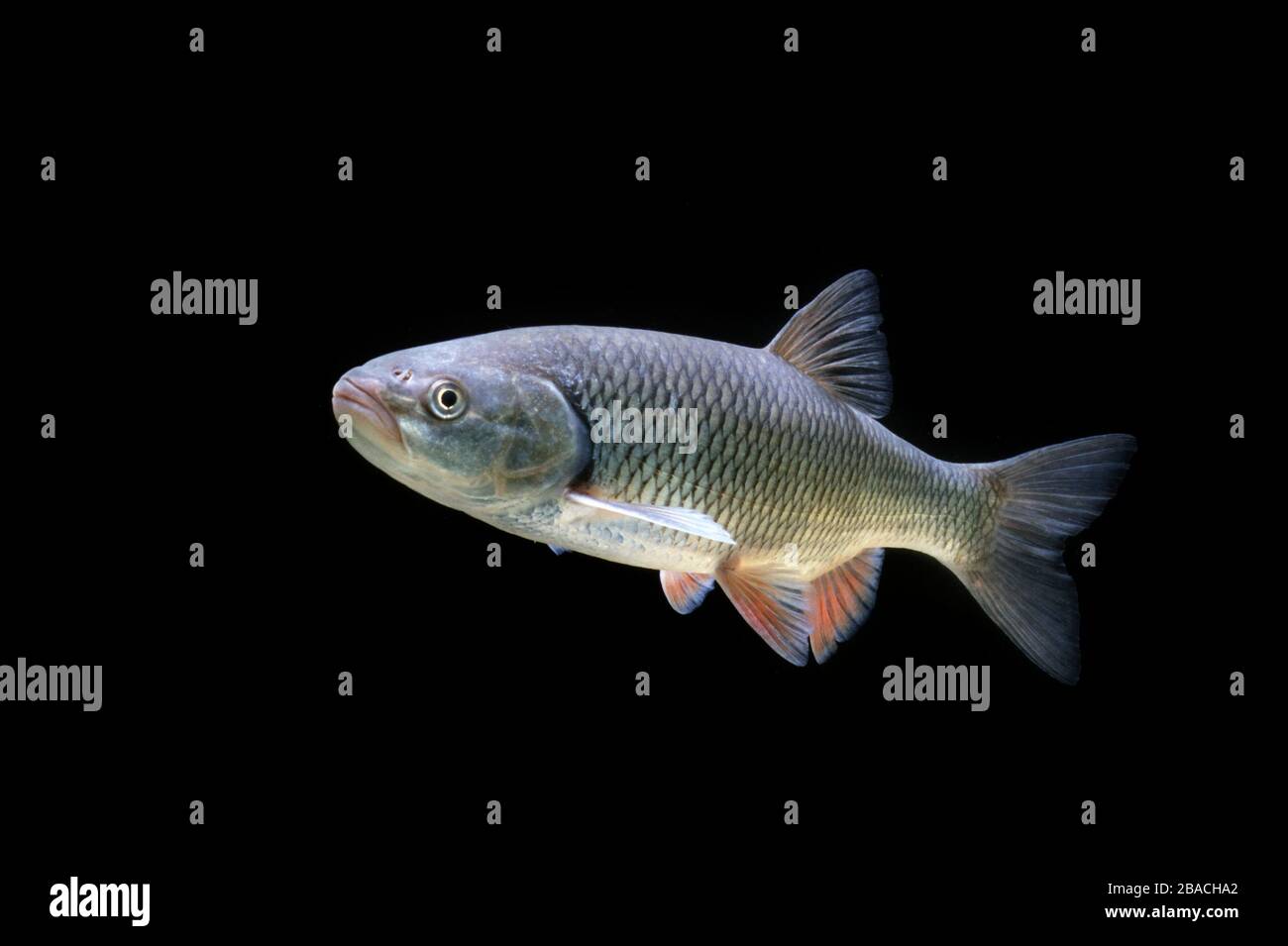 European Chub (Squalius cephalus), captive, France Stock Photo - Alamy
