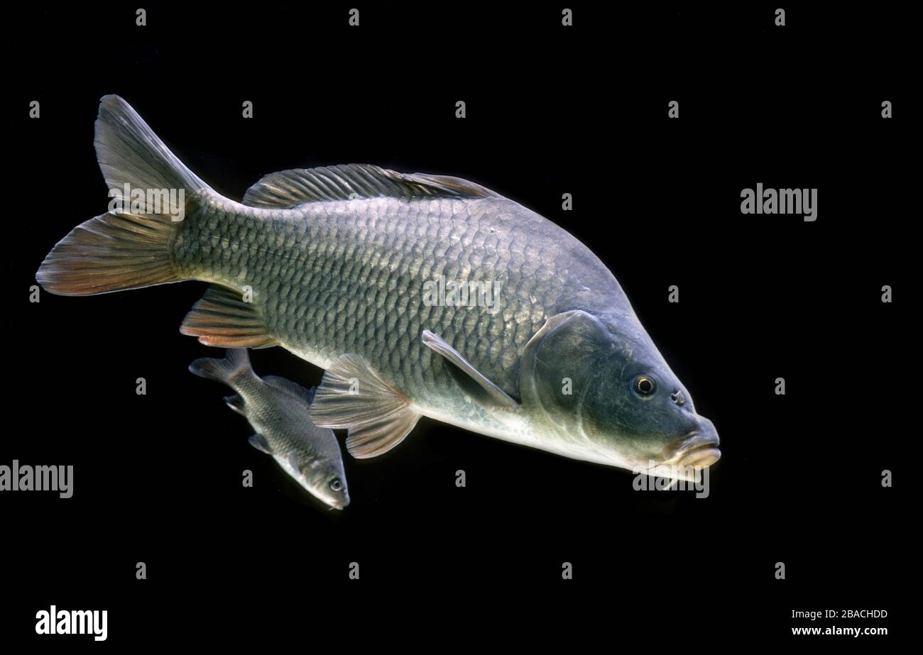 Common carp, (Cyprinus carpio), captive, France Stock Photo - Alamy