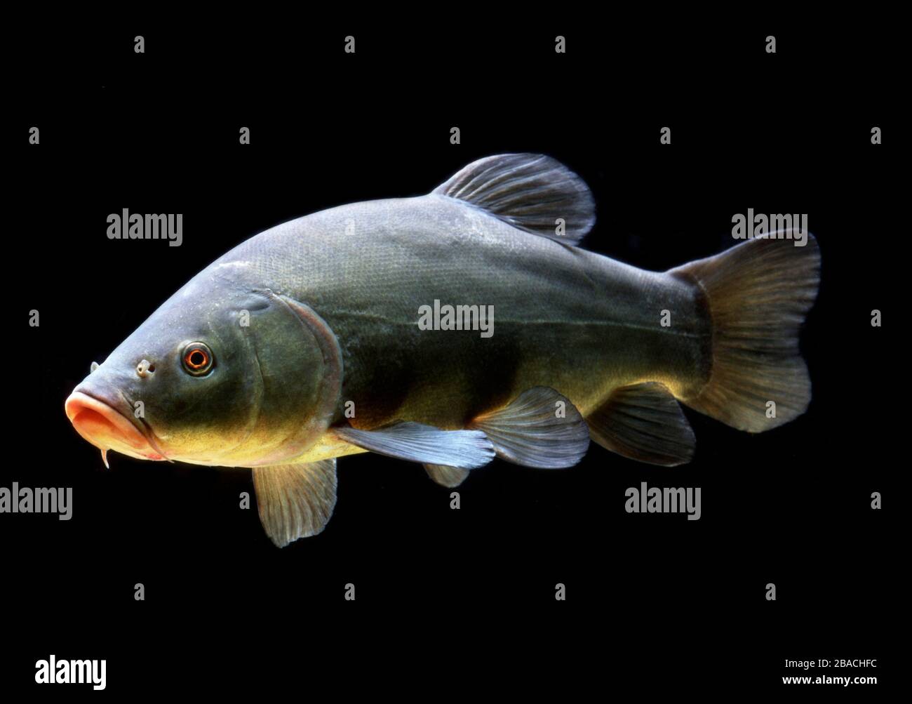 Tinca tinca tench hi-res stock photography and images - Alamy