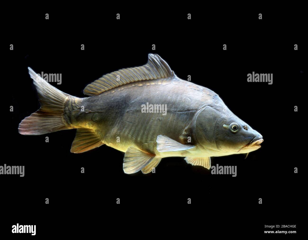 Common carp, (Cyprinus carpio), captive, France Stock Photo - Alamy