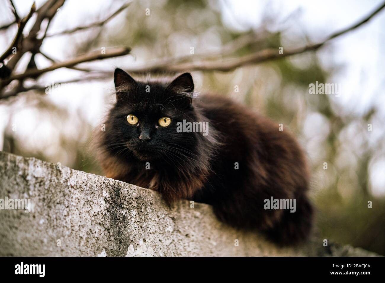 Wild black cat with green eyes and blurred background Stock Photo - Alamy