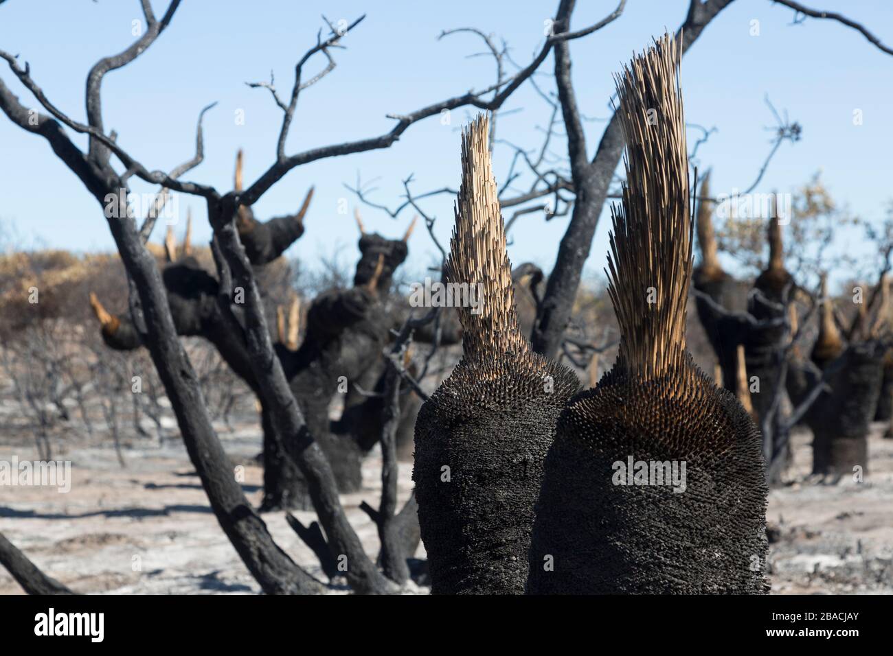 Yacca plant hi-res stock photography and images - Alamy