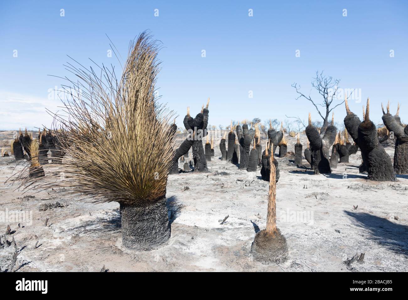 Yacca plant hi-res stock photography and images - Alamy