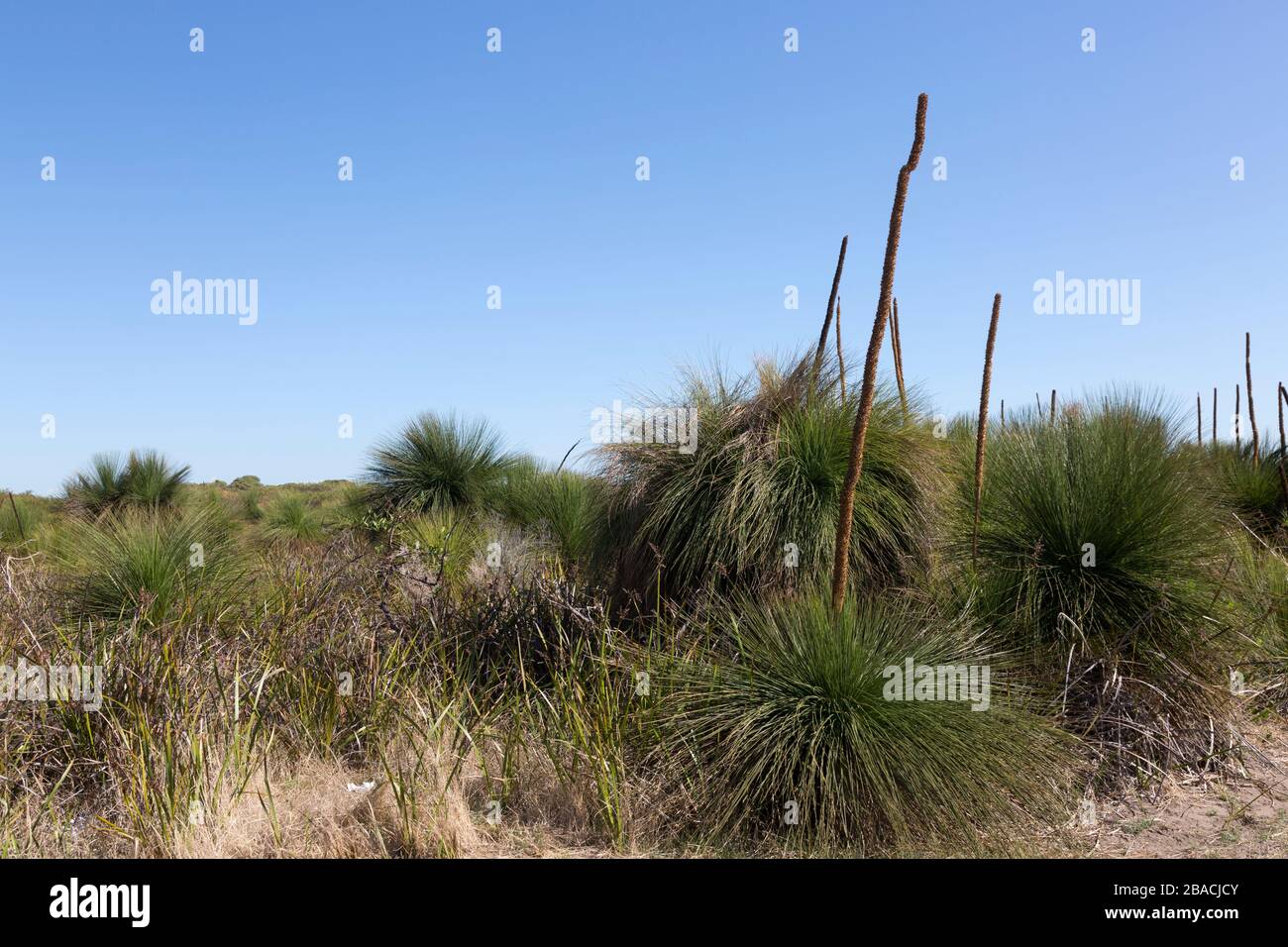 Balga grass plant hi-res stock photography and images - Alamy