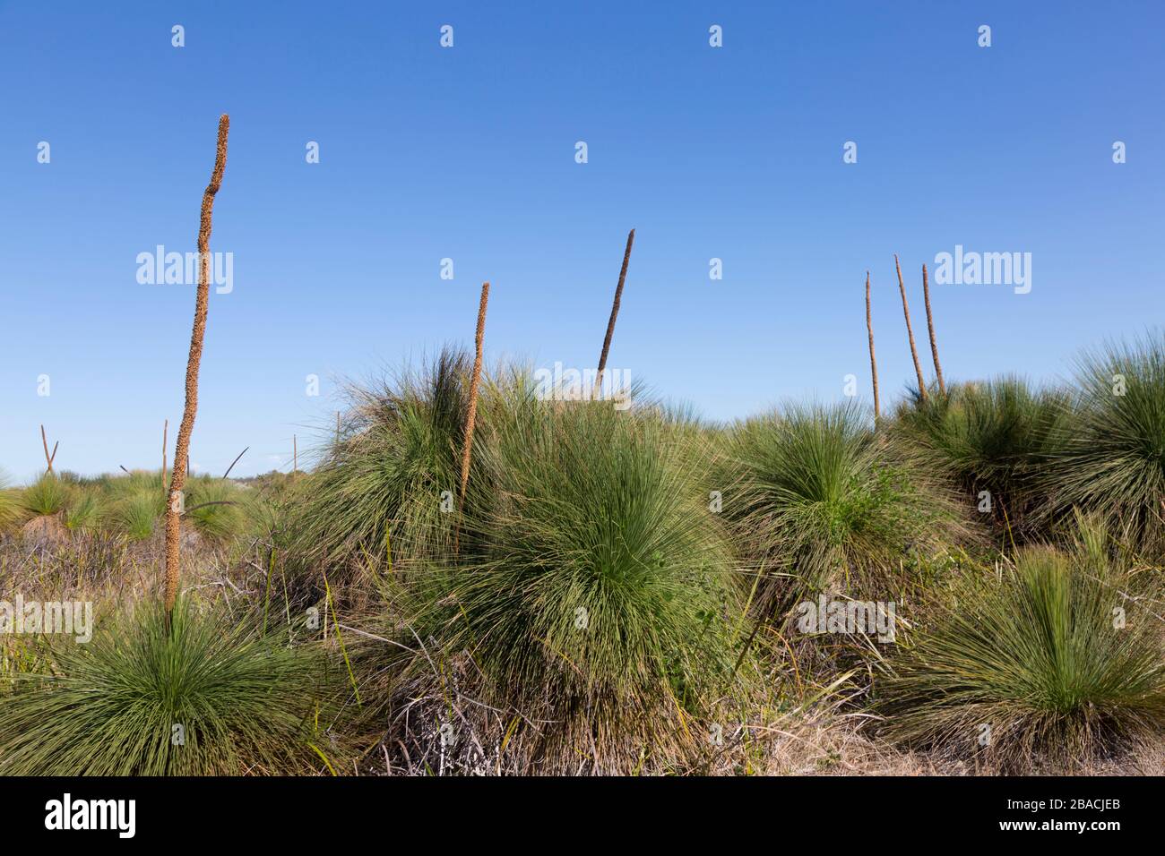 Typical australian landscape hi-res stock photography and images - Alamy