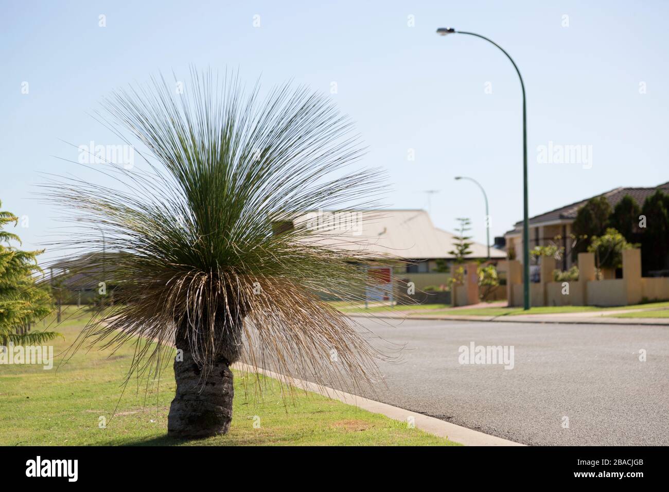 Blackboy Tree High Resolution Stock Photography and Images - Alamy