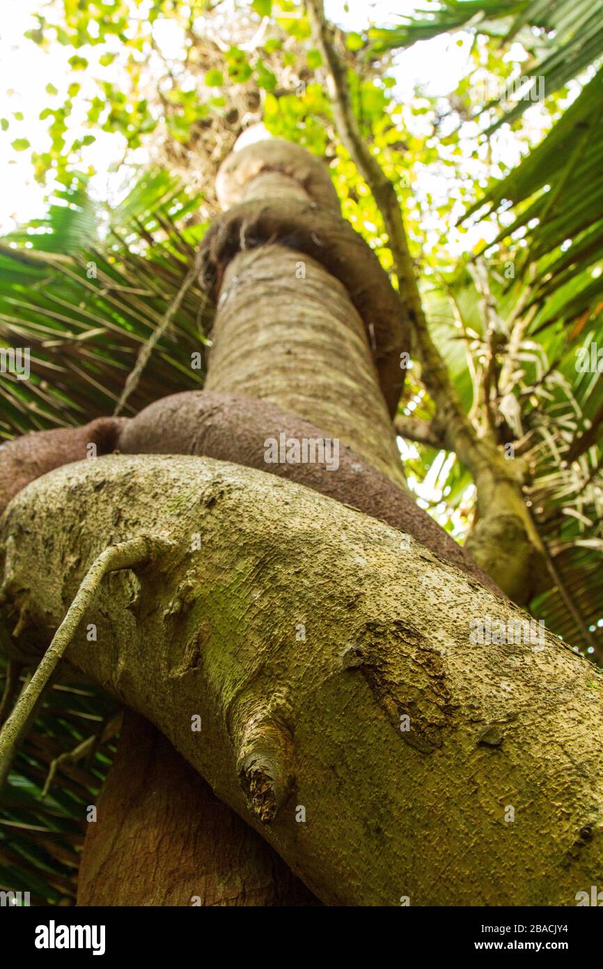 Strangler fig (Ficus aurea) roots fusing and encircling the host tree ...