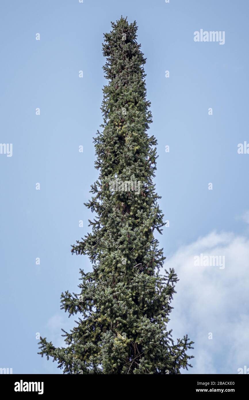Vertical low angle shot tree during daytime daytime Stock Photo - Alamy