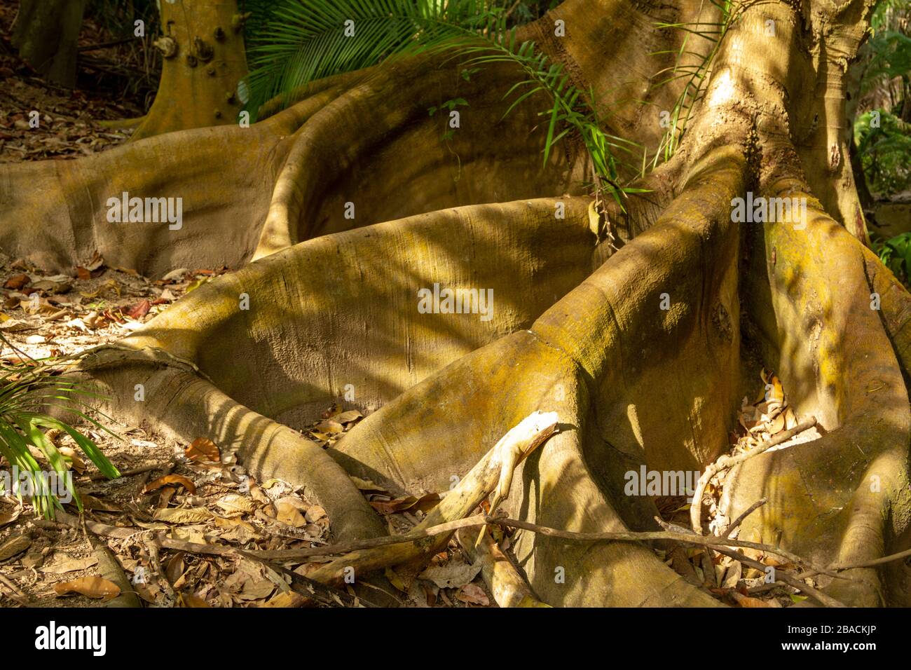 Buttress roots of a strangler fig tree in Nayarit, Mexico Stock Photo ...