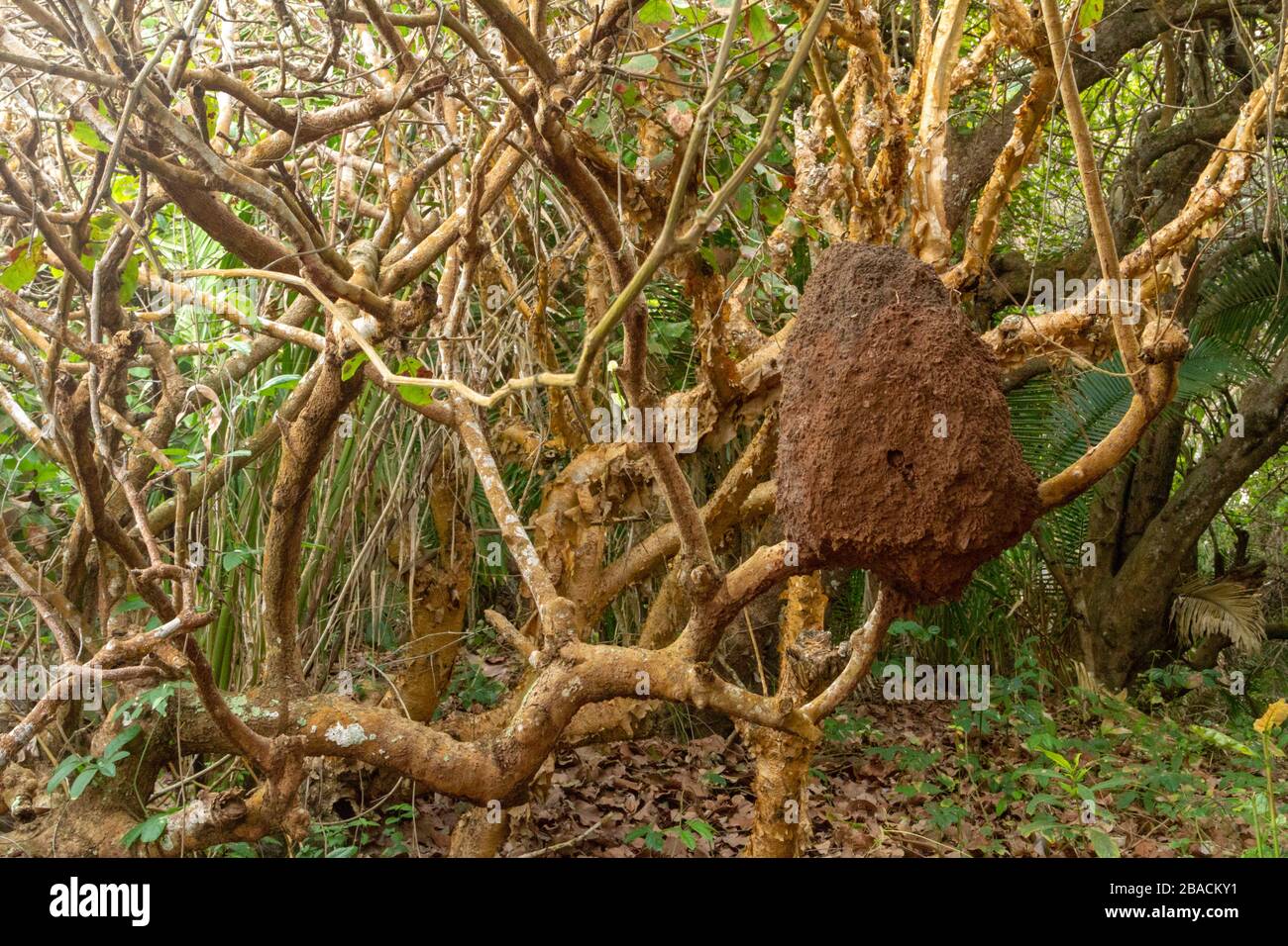 Arboreal Termite Nest, species Nasutitermes, Nayarit, Mexico Stock ...