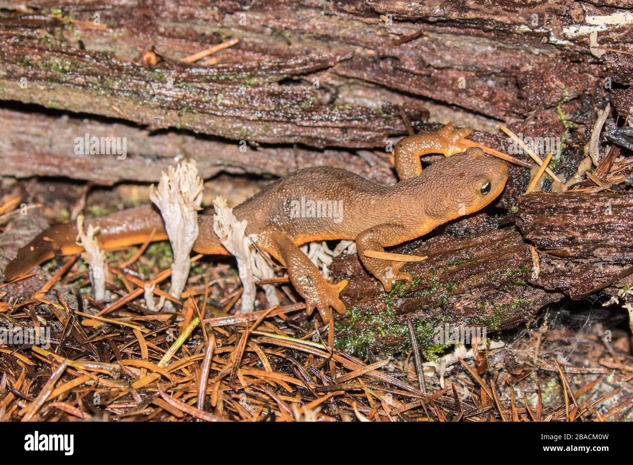Log forest newt hi-res stock photography and images - Alamy