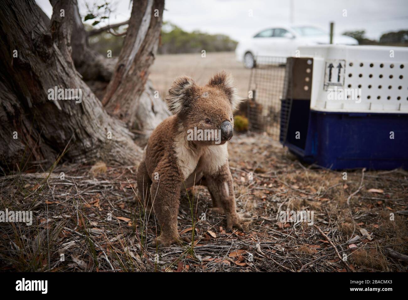 Koala known as "Grumpy" on Kangaroo Island, South Australia, Australia ...