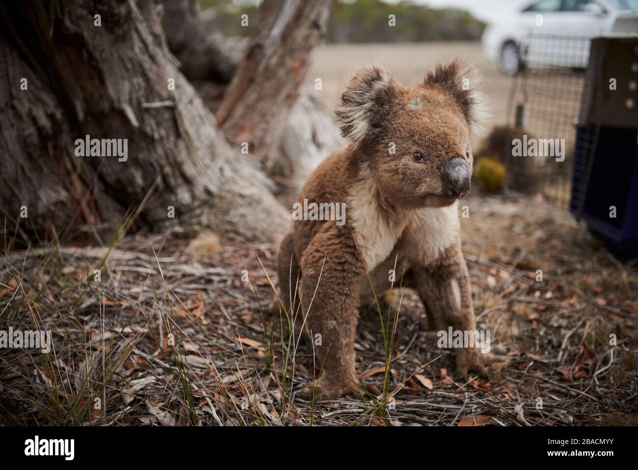 Koala known as "Grumpy" on Kangaroo Island, South Australia, Australia ...