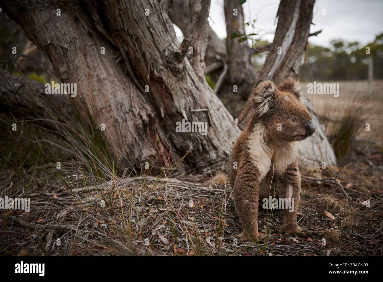 Koala known as "Grumpy" on Kangaroo Island, South Australia, Australia ...