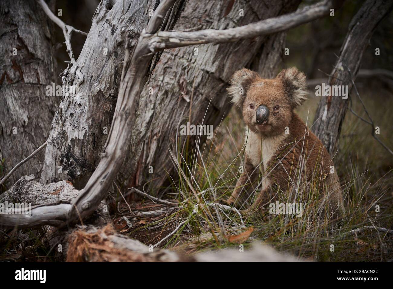 Koala known as "Grumpy" on Kangaroo Island, South Australia, Australia ...