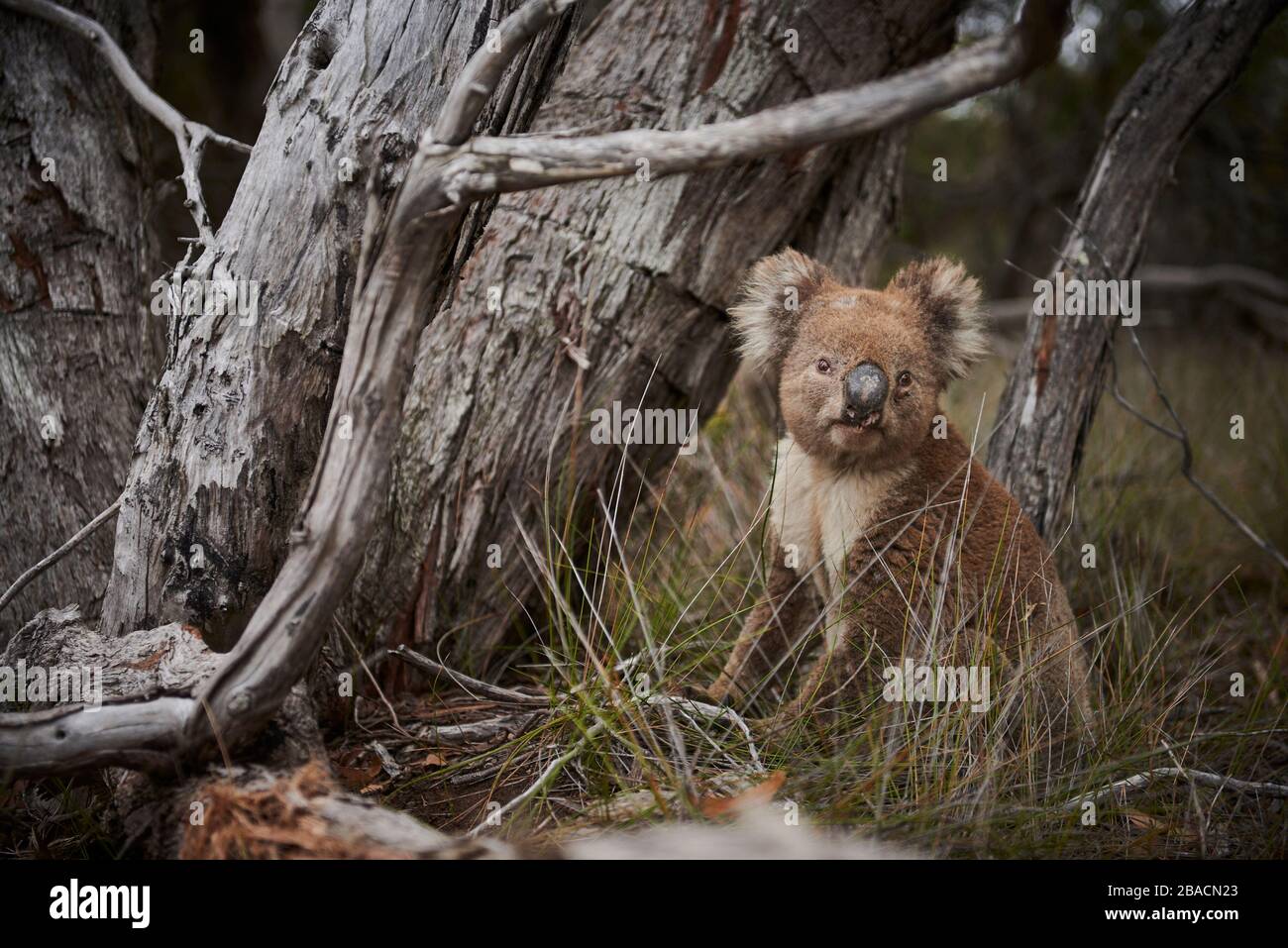 Koala known as "Grumpy" on Kangaroo Island, South Australia, Australia ...
