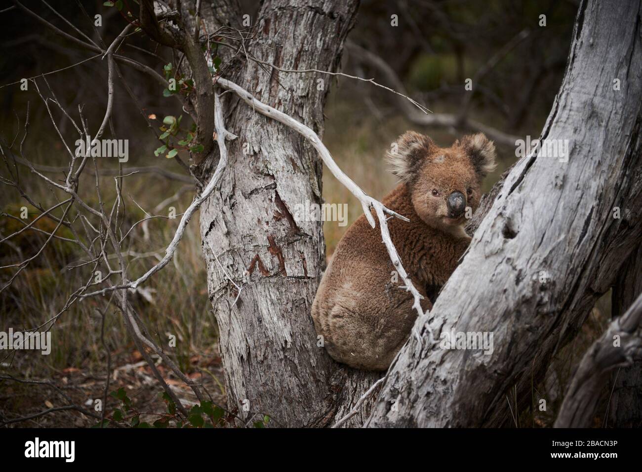 Koala known as "Grumpy" on Kangaroo Island, South Australia, Australia Stock Photo - Alamy