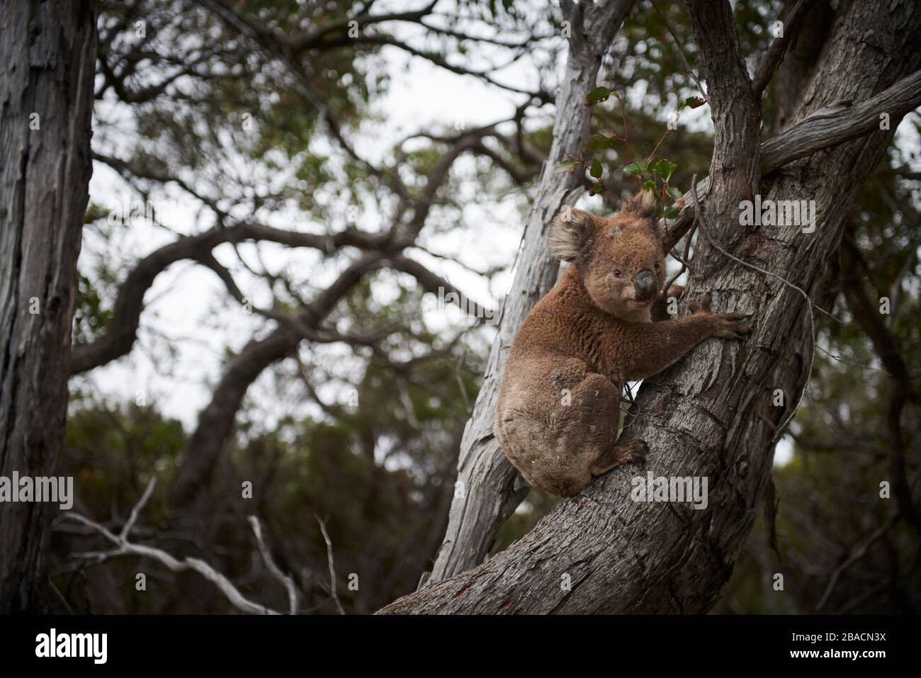 Koala known as "Grumpy" on Kangaroo Island, South Australia, Australia ...