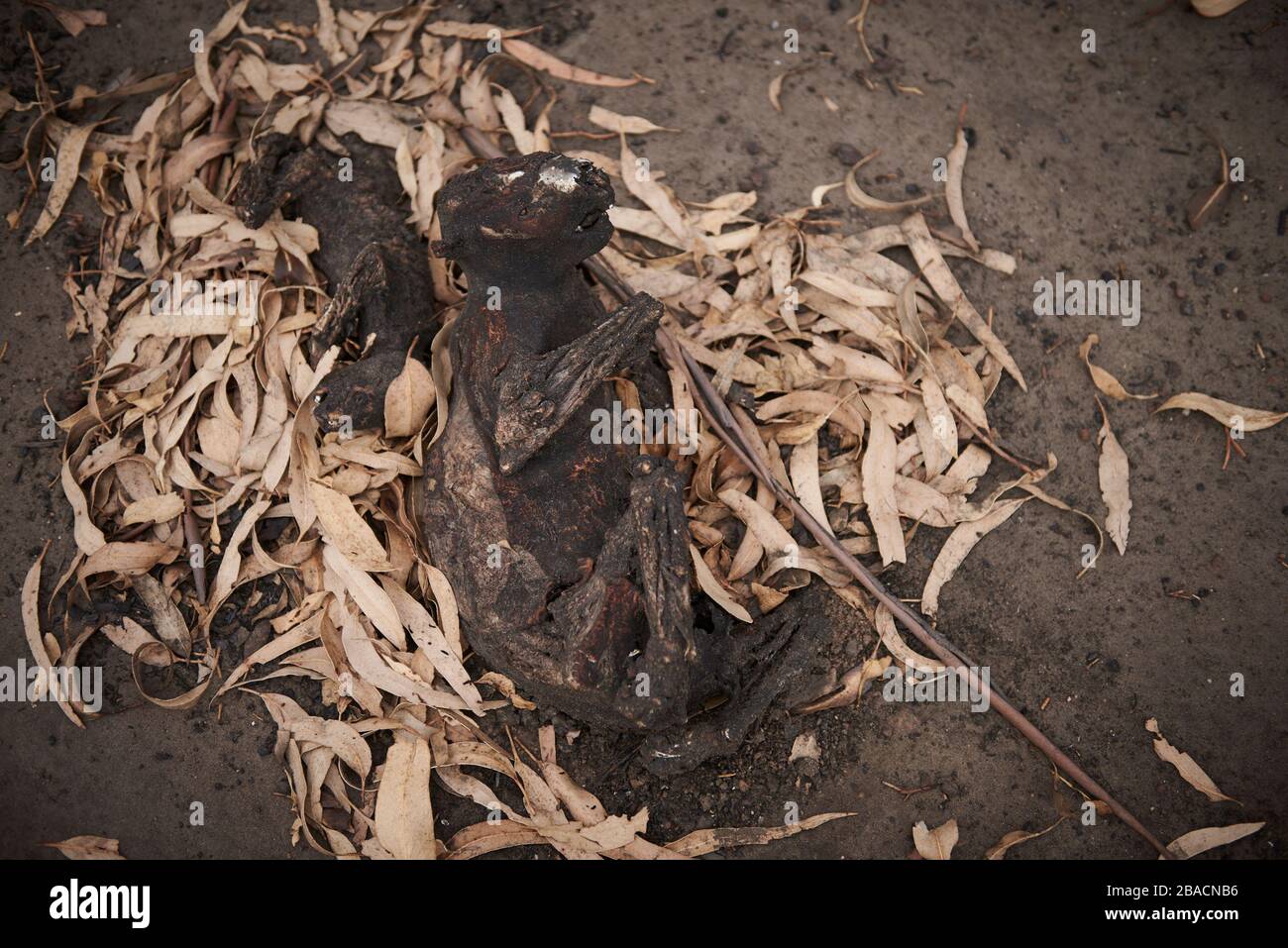Dead koala hi-res stock photography and images - Alamy