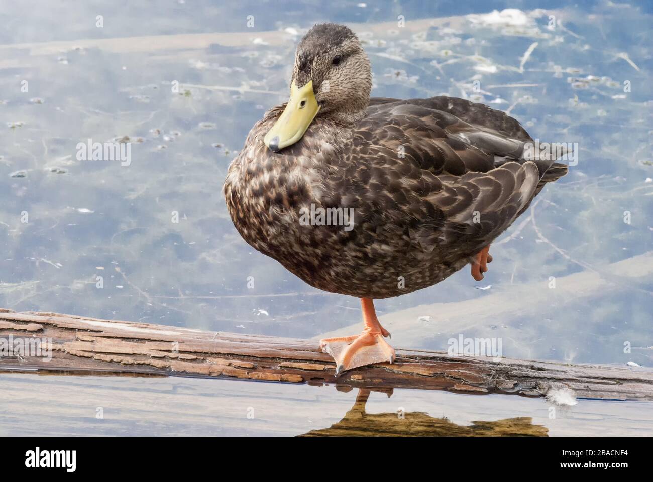 Bells corners hi-res stock photography and images - Alamy