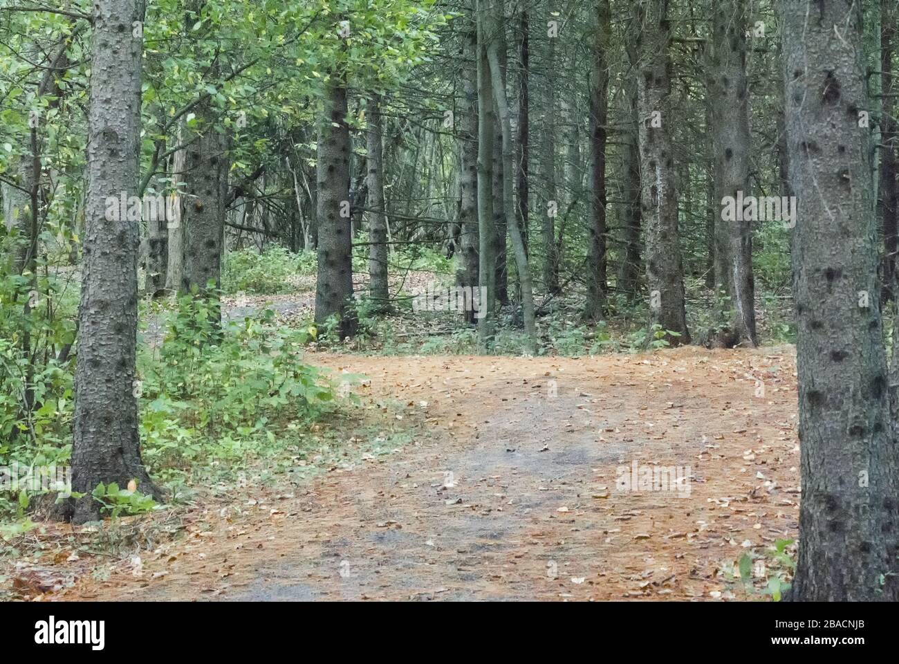 Beautiful view of the path in the forest in Ontario, Canada Stock Photo ...