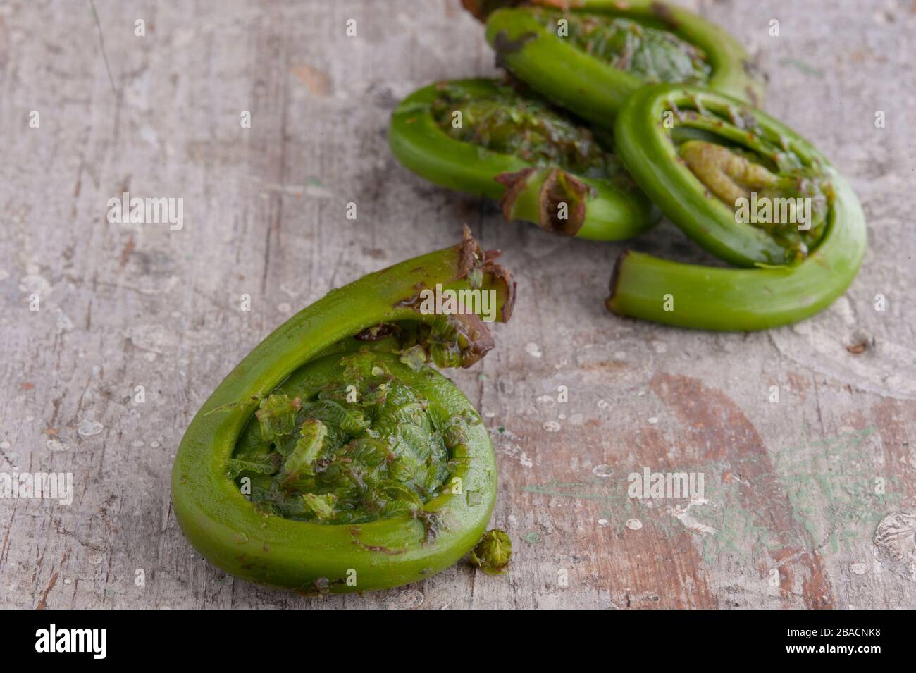 Organic paradise fresh fiddleheads ferns vegetables food agricu hi-res ...