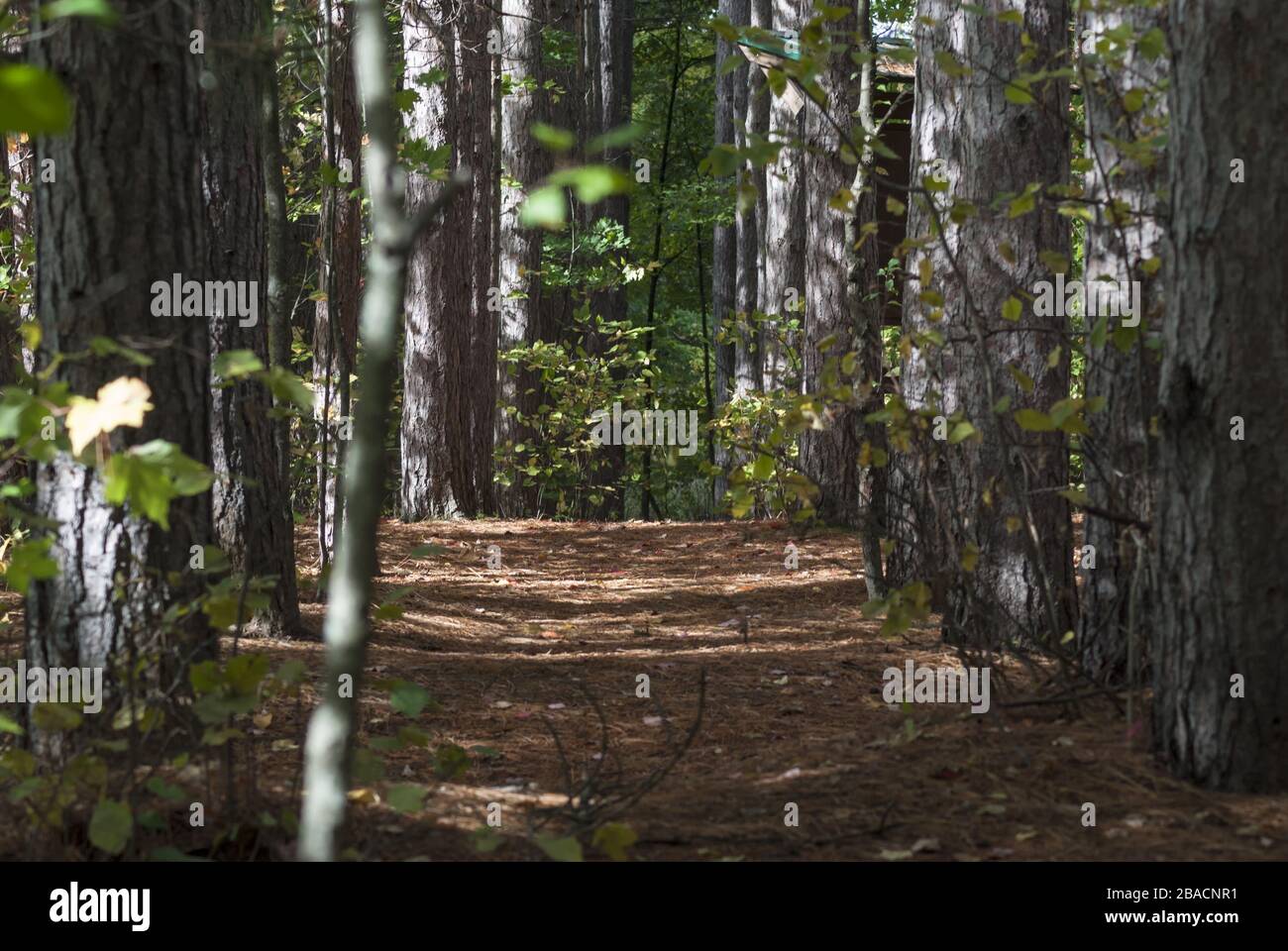 Mesmerizing view of the road through the forest in Mer Bleu Bog area ...