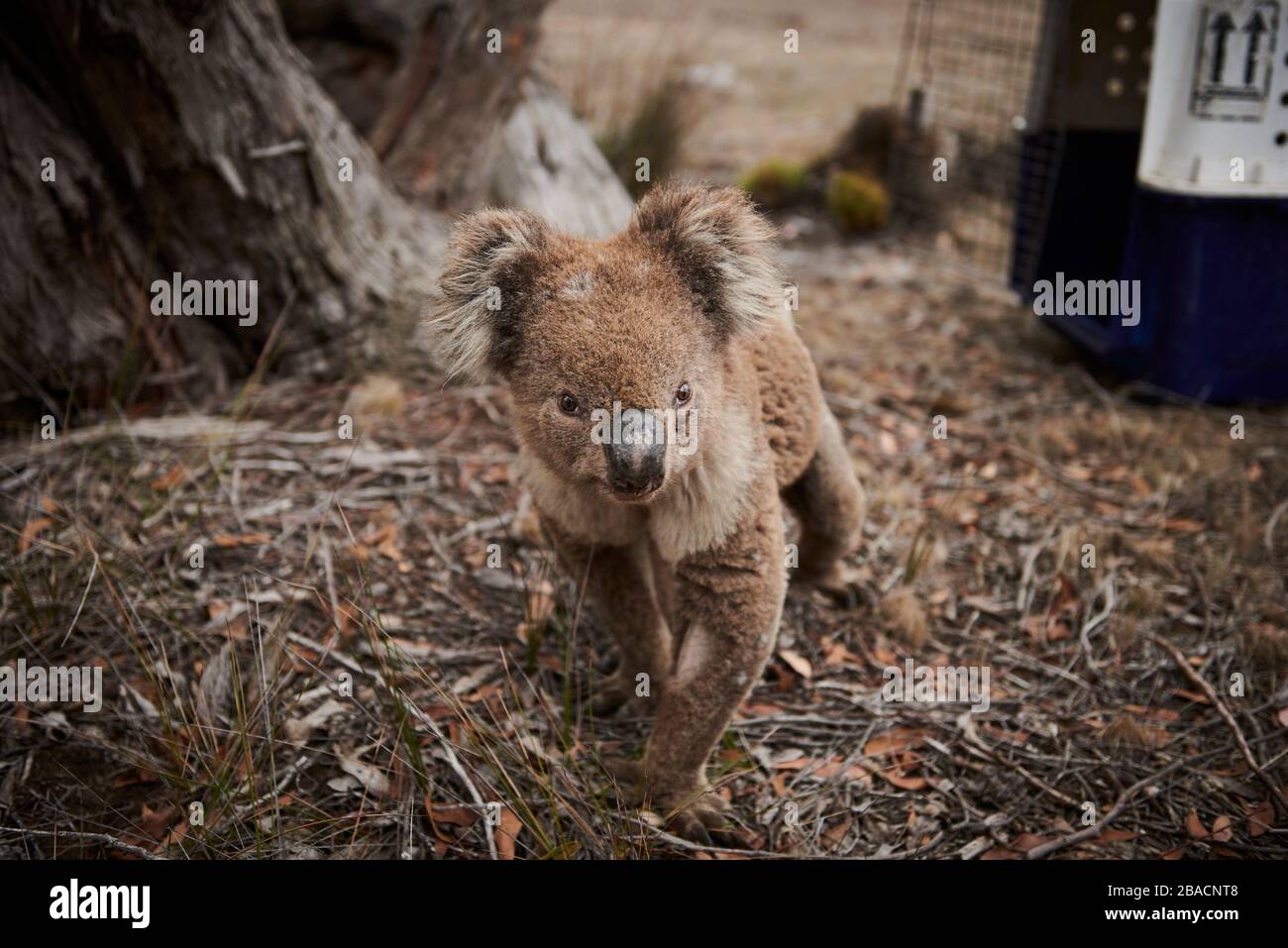 Burnt animal australia hi-res stock photography and images - Alamy