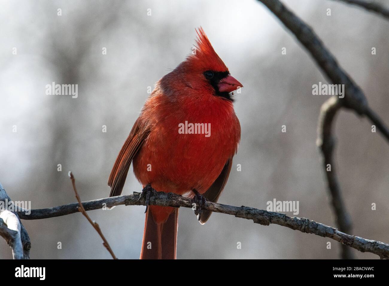 Red Male Northern Cardinal sitting on the branch of a tree in the ...