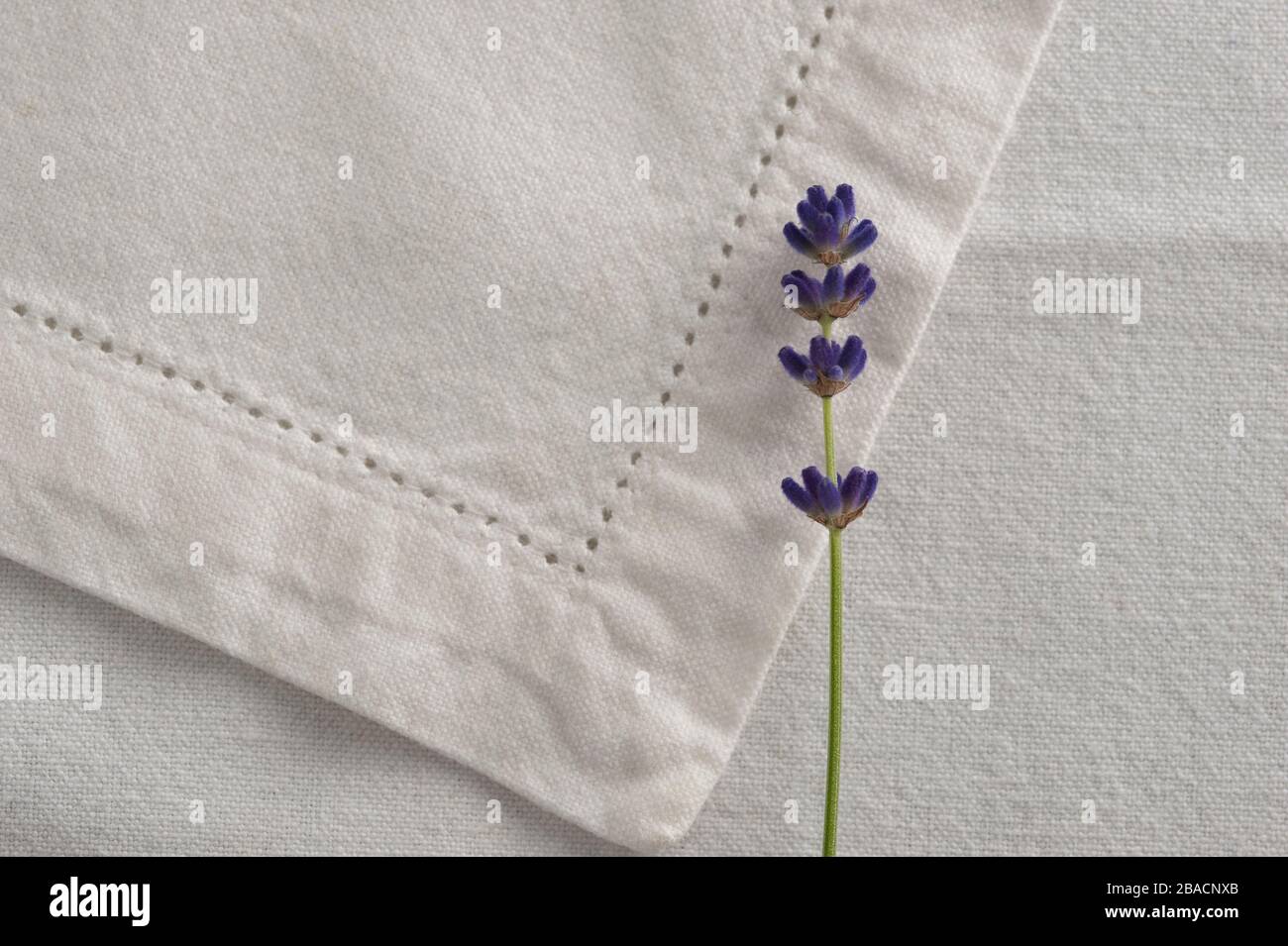 Lavender single stem hi-res stock photography and images - Alamy