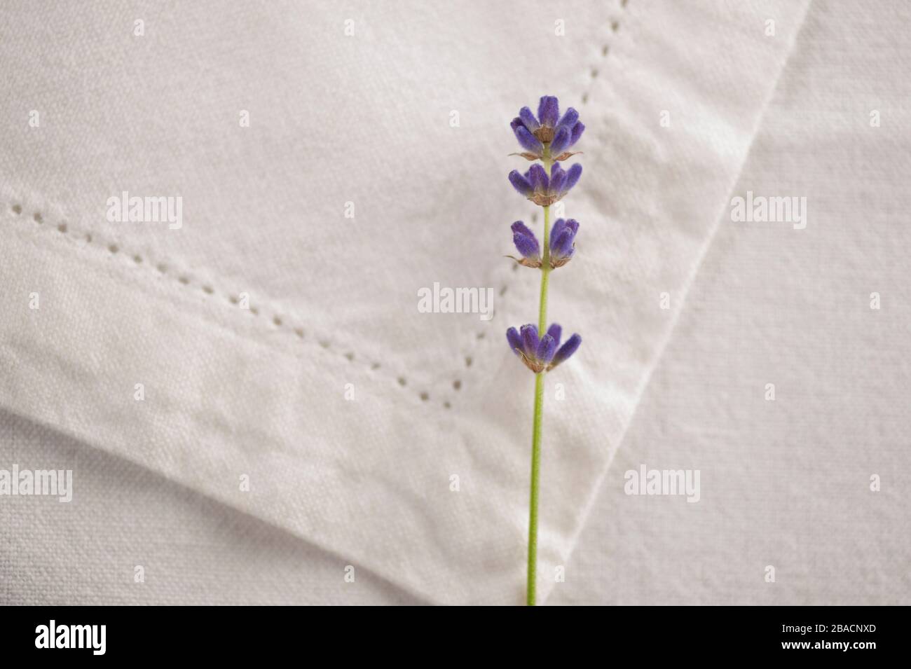 Sprig of lavender hi-res stock photography and images - Alamy