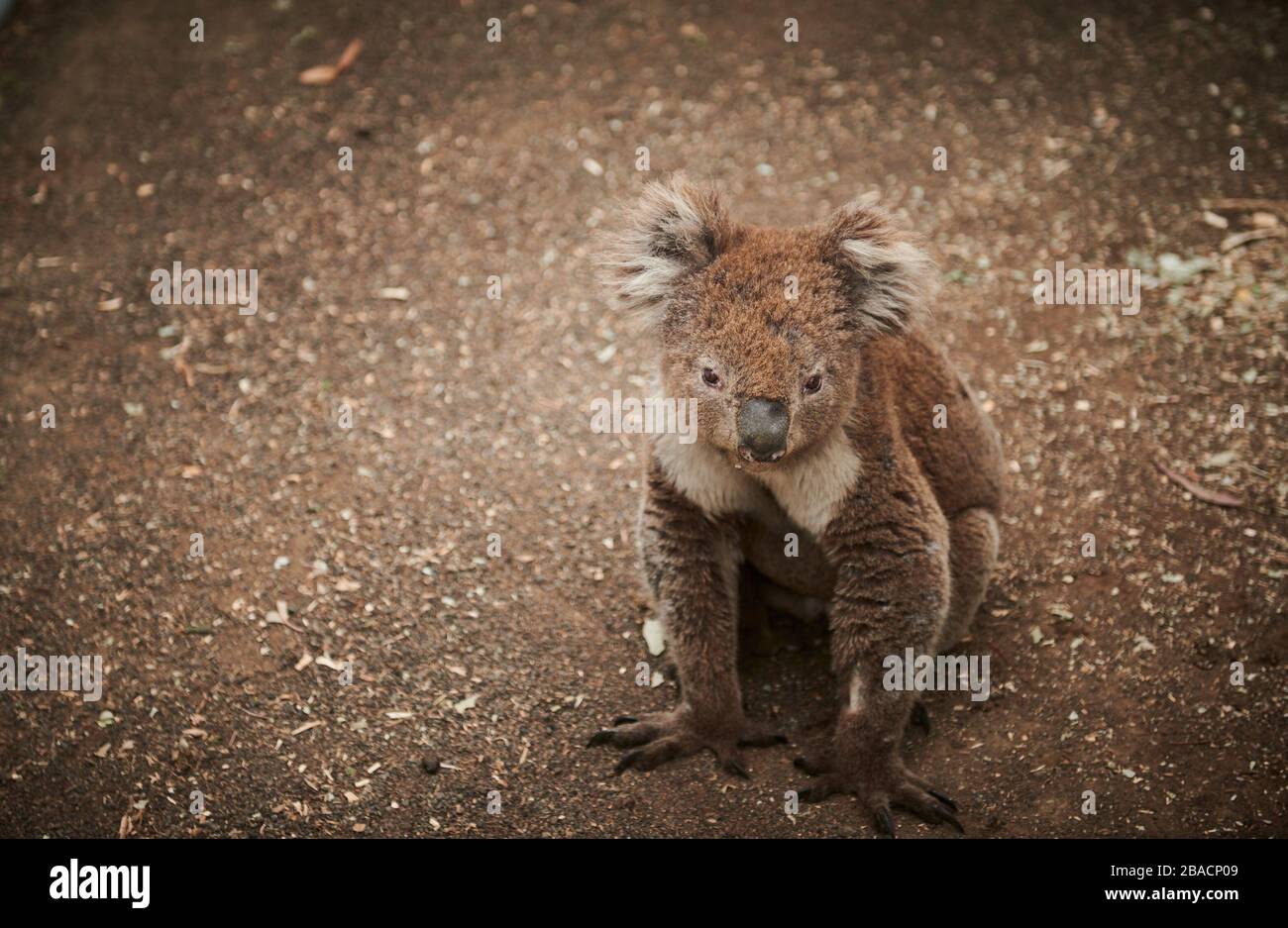 Sedentary animals hi-res stock photography and images - Alamy