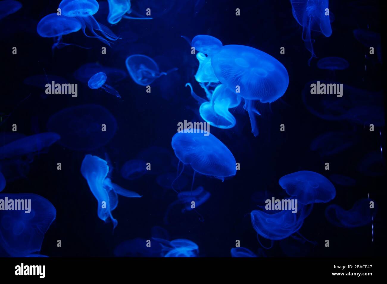 Medusa Jellyfish Body