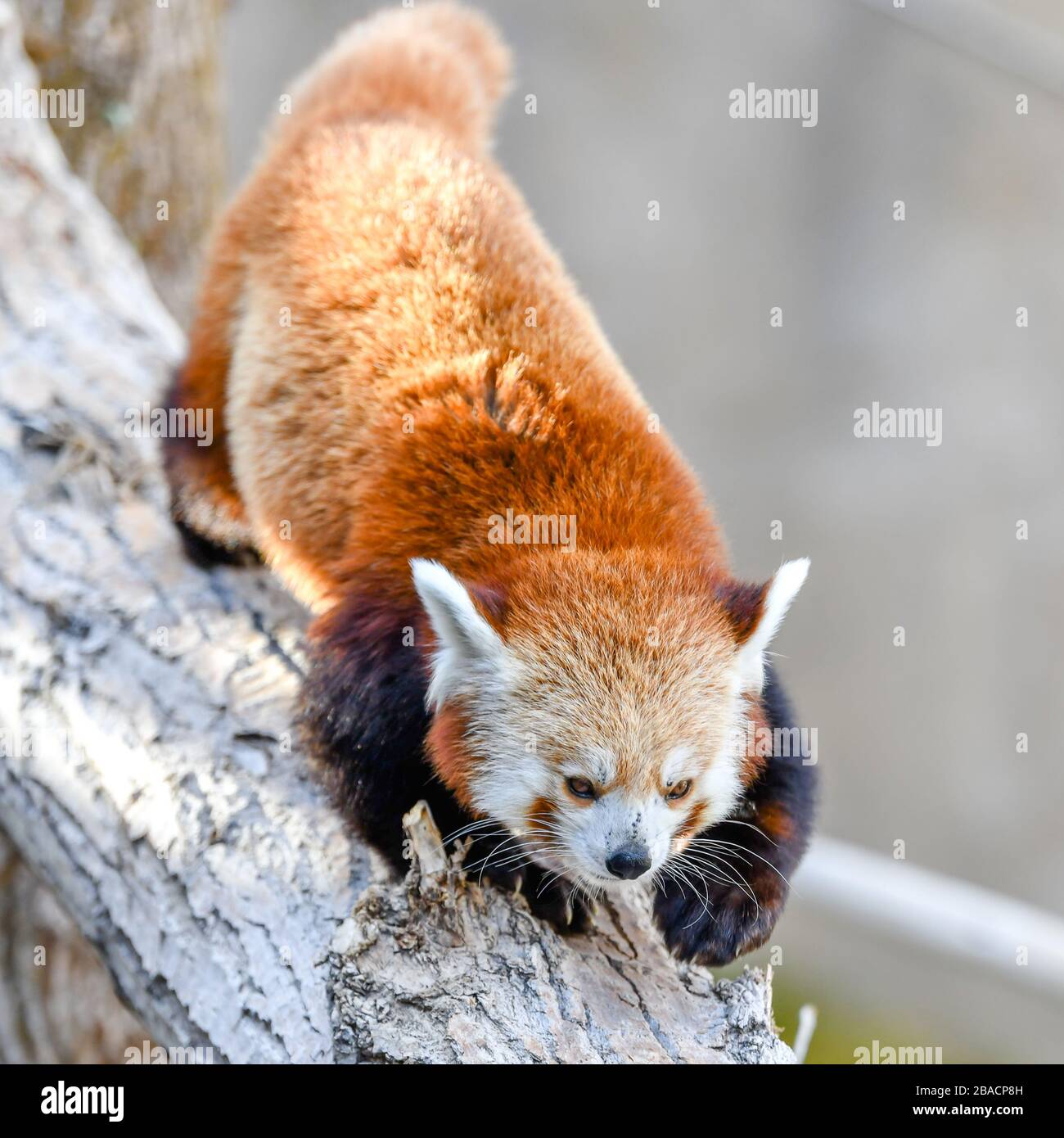 Red panda climbing down tree hi-res stock photography and images - Alamy